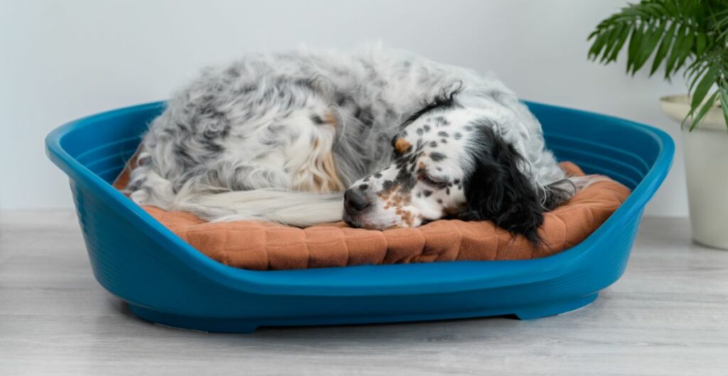 Best Plastic Dog Bed - Dog World